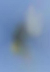 Burning Man Mobile Phones