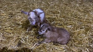 It's the night shift at Cannon Hall Farm and Farmer Dave has discovered two of the cutest pygmy goat kids. Cuteness rating off the scale! | Cannon Hall Farm