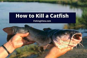How To Kill A Catfish: The Fastest Way To Dispatch A Catfish - FishingVista