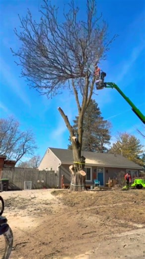 Locust Drop Top #arborist #chainsaw #stihl #tree
