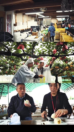 Hakusui-en Pear Orchard's Pear Picking Experience (博水園) Blessed with abundant nature, pure water and rich soil, it's no surprise that Oyodo town is home to a number of fruit farms and orchards. #Nara #yoshino | Nara Visitor Center & Inn / 奈良県外国人観光客交流館/ 猿沢イン