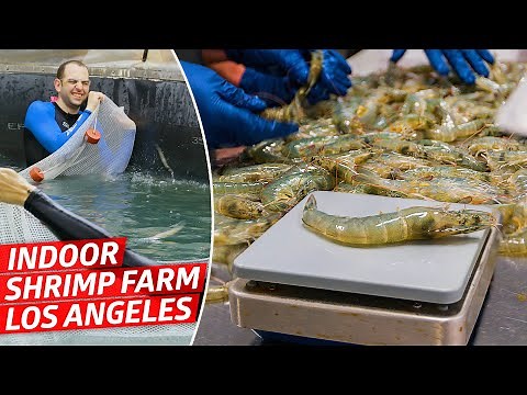 How America's Biggest Indoor Shrimp Farm Sells 2 Million Shrimp Every Year — Dan Does