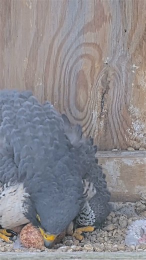 21K views · 275 reactions | We have baby chicks ! As evidenced by...