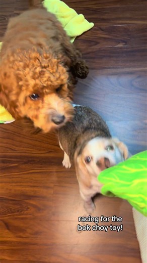 the brothers love their playtime! #play #puppy #cavapoo #foryoupage #pocketbeagle