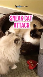 The Purrfect Prank: Cat's Stealthy Strike - how do your kitties play? #CatAttack #SneakAttack #FunnyCats #Facebook #CatVideos #CuteAnimals | Floppycats