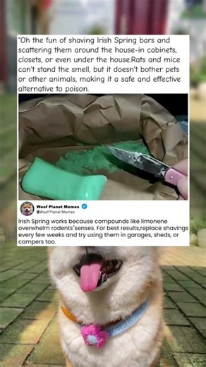 Use Irish Spring Soap To Stop Rats Instantly?