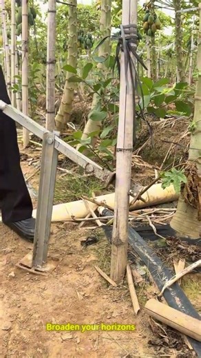 Lever pulling operation process #Pull out