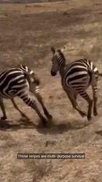 Why Zebras Actually Have Stripes?