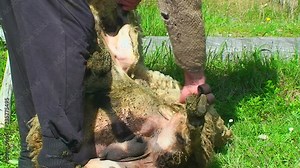 Sheep shearing. Man shearing sheeps with scissors in hand