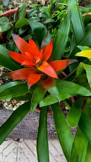 Broms in bloom! 😍 #plantsmakepeoplehappy @highlight @followers @everyone | Buena Greens Sky Garden