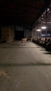 159K views · 6.2K reactions | Not the normal Sunday start. | TDF Honest Farming | Facebook