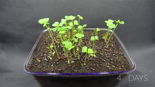I tried growing broccoli sprouts in time lapse