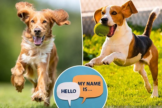 The most popular — and most unique — dog names of 2025