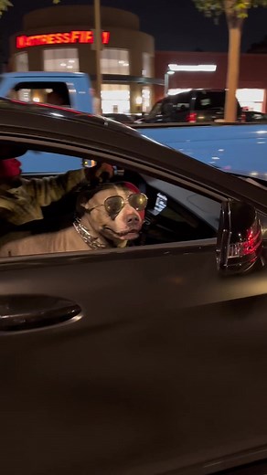 Mercedes Benz Dog