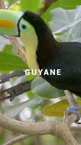 🏝️ Découvrez des destinations de rêve comme la Guadeloupe, la Martinique, la Guyane et bien d'autres îles enchanteresses avec Air Caraïbes. | Air Caraïbes