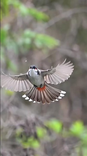 Watch This Bird Catch Bugs Mid-Air! 😱🐦#birdphotography #shorts