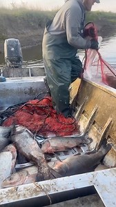 On them buffalo. Let’s go. #commercialfishing #nets #fish #ribs | Red beards catfish traps