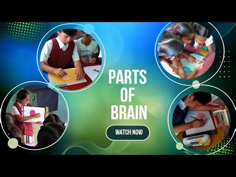 Parts of the Brain Explained | Fun & Easy Brain Activity for Kids 🧠✨