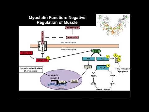Myostatin | Negative Regulation of Skeletal Muscle Growth