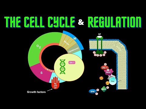 USMLE Step 1 - Lesson 17 - The Cell Cycle, Regulation, and Cell Types