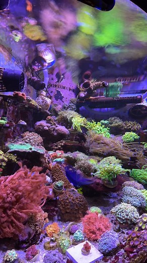 Quick refresh ————————————————— Display: 92 Corner Sump: Trigger Systems Ruby 30 💡: 3 XR15 G5Pro 1 Kessil Led #A360X 2 Reefbrite Kits 🌊 : 2 MP40, Red Sea Gyre, Koralia Nano 🧪 : ReefOctopus Essence 130 🧽 : IceCap Pro 100 In Sump 💻 : Neptune Systems Apex with Trident for monitoring “big 3” 💦 RODI: Spectrapure ————————————————— #allmymoneygoestoreefing #Allmymoneygoestocoral #torchcoral #mushroomcoral #bouncemushroom #torchtuesday #kessilled #scuba #snorkel #wildlife #reef #blueplanet #playwi
