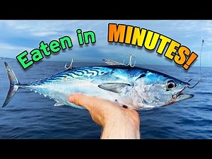 LIVE tuna for bait! (I landed what eats it!!)