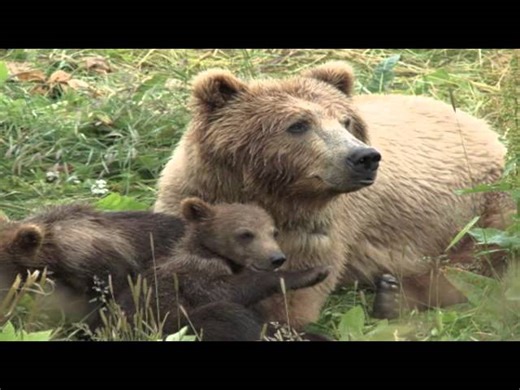 25 Amazing Animal Superlatives That You Won't Believe