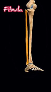 Fibula #Fibula #anatomy 🦵🦴 | Dr. Ishtiaque Arafat