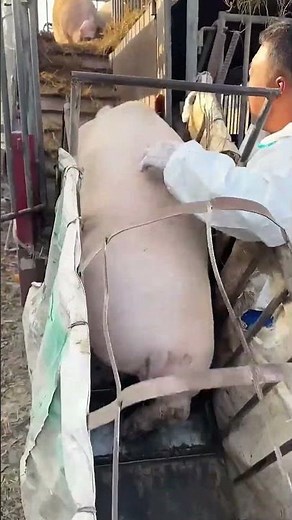 Loading process of pigs onto livestock transporter