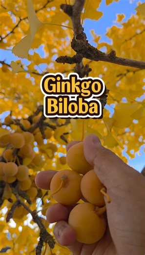 Let's harvest the nuts from this ancient tree! Look how beautiful this tree is! #ginkgobiloba #ginkgonuts #pnw #harvest #forage #autumn #fall #BuhayProbinsiyaSaAmerika @highlight | Merlita Pacaba