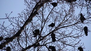 乌鸦 树木 剪影 - Free video on Pixabay