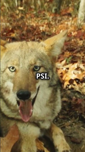 Did You Know This About Gray Wolves?