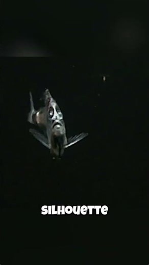 The Fish That's Shaped Like a HATCHET?!