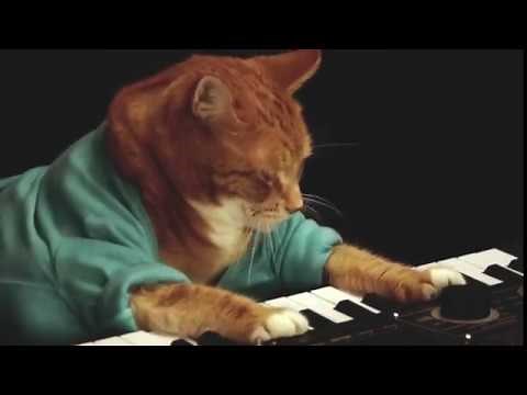 Keyboard Cat, Bento, A Tribute
