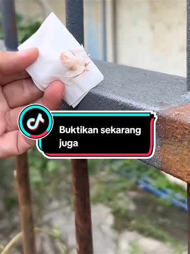 Discover Supracoat: The Ultimate Cat Anti-Scratch Solution