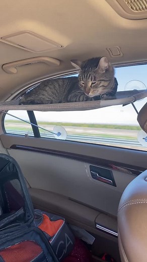 The Queen is coming! 😼😂❤️ #catsoftitok #cattraveler #rec #roadtrip