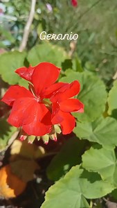 🌸 Geranium maculatum La elegancia silvestre que cuida tu piel desde la raíz. Conocido como "geranio manchado" o cranesbill, el Geranium maculatum ha sido valorado durante siglos por sus extraordinarias propiedades cosméticas y de bienestar cutáneo. 🔬 Riqueza fitoquímica que se siente en la piel Sus raíces y partes aéreas concentran taninos, flavonoides y compuestos fenólicos que le confieren una poderosa acción: ✨ Astringente natural: ayuda a tonificar la piel, cerrar poros y mejorar la textur