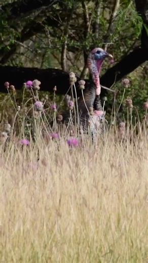 Spring Turkey Season