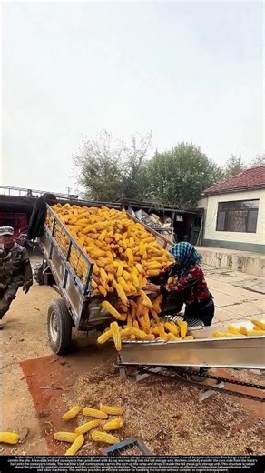 Efficient Corn Cob Storage Using Conveyor Belt