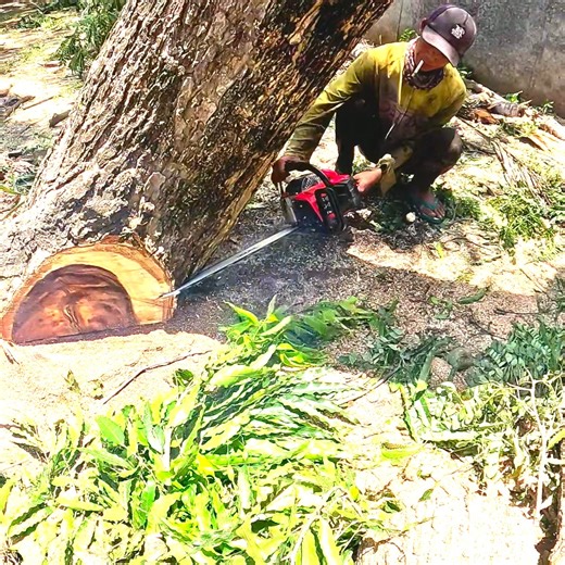 very amazing cutting down valuable tree using chainsaw | Sawmill & Woodworking