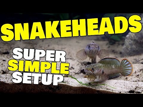 Dwarf Snakehead fish aquarium setup