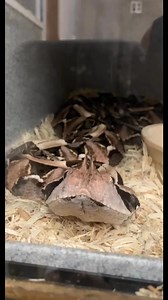 Did you know The Gaboon viper has the longest fangs of any snake. up to 2 inches and can deliver more venom in a single bite than any other snake on Earth  #snakes #snake #viper | Lefapp Entertainment | Facebook