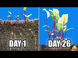 Timelapse of BEETROOT: Watch it Grow!