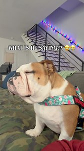 Translations welcome … The drama 😂 #funnydog #doglover #bulldoglife | Bowser the Bulldog