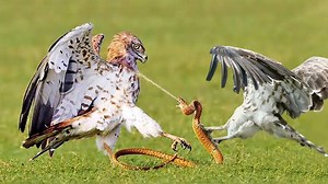 27 reactions | How Do Hawks Hunt A Giant Snakes ? Wild Animal Fights #photographyart #views #tranding #wildlife #photographylover #tourism #trip #travel #viral #trending #traveltheworld #bbcwildlifepot #photography #dangerous #bird_brill | Traveling of adventure | Facebook