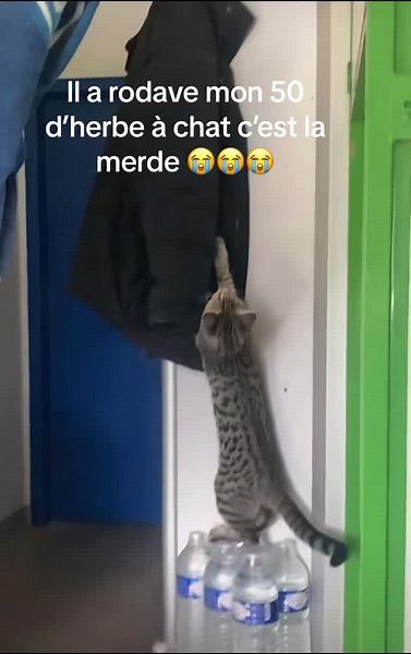 Plus fiable que les chiens des stups #pourtoi #chat #lacalle #fucklabac