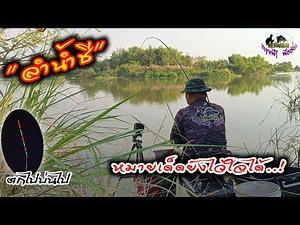 ตกชิงหลิว 4.5 ไม้ตายตะกั่วไหลลำน้ำชี หมายนี้ก็ยังไว้ใจได้เสมอ #ตกชิงหลิว #ตกไปบ่นไป