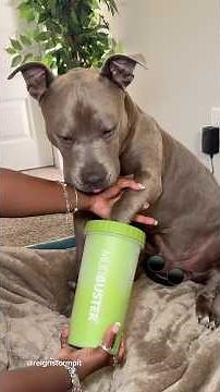 Lets Clean Reigns Funky Frito Paws 🐾🧼🫧