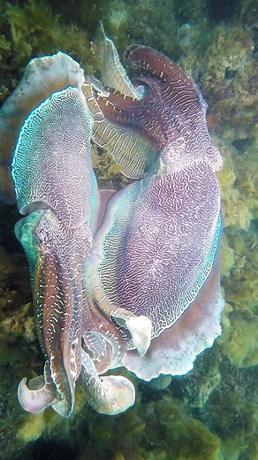 Video by @kenzokiren There’s no better place to witness the marvelous world of the Giant Cuttlefish. Welcome to Whyalla. Roughly around the middle of May, as the southern hemisphere winter approaches, water temperatures hit the 17˚C threshold and the first cuttlefish arrive... By early June there will literally be tens of thousands of Giant Australian Cuttlefish. #MarineMonday #cuttlefish | Discovery