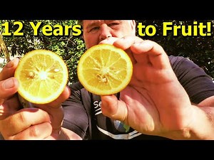 What Does the Fruit From Citrus Rootstock Taste Like?